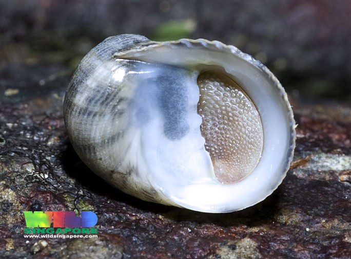 taxo4254 - Nerita undata